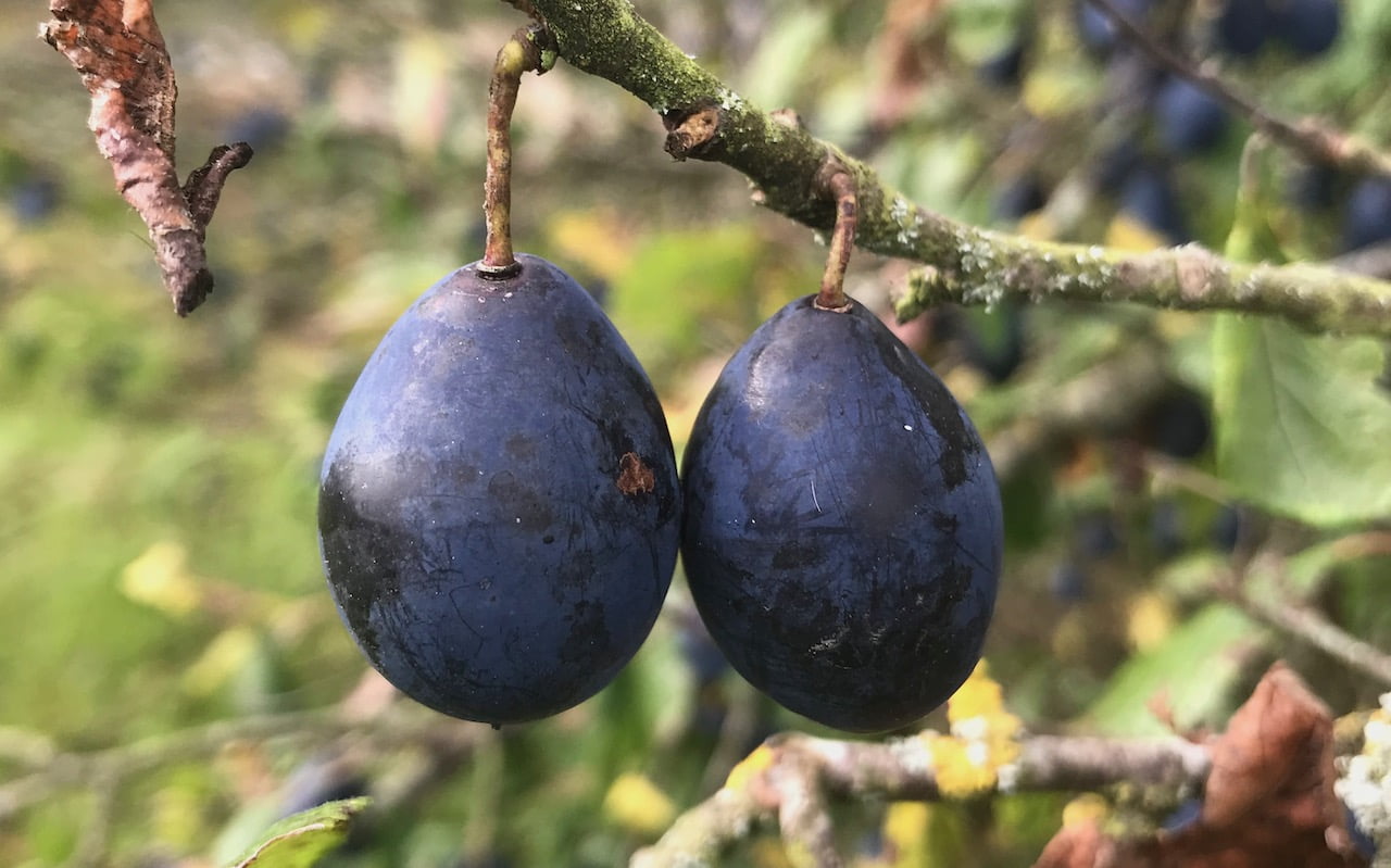 Damson Recipes: How to make Damson Gin, Jams, Crumbles & Cakes - Garden ...